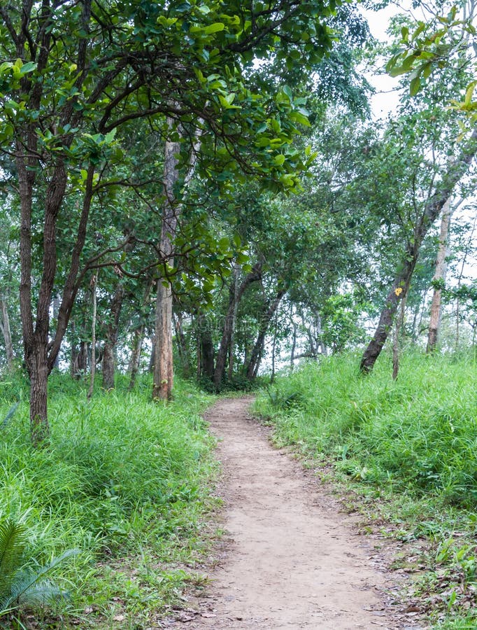 Small trail stock image. Image of natural, nature, scene - 58344763