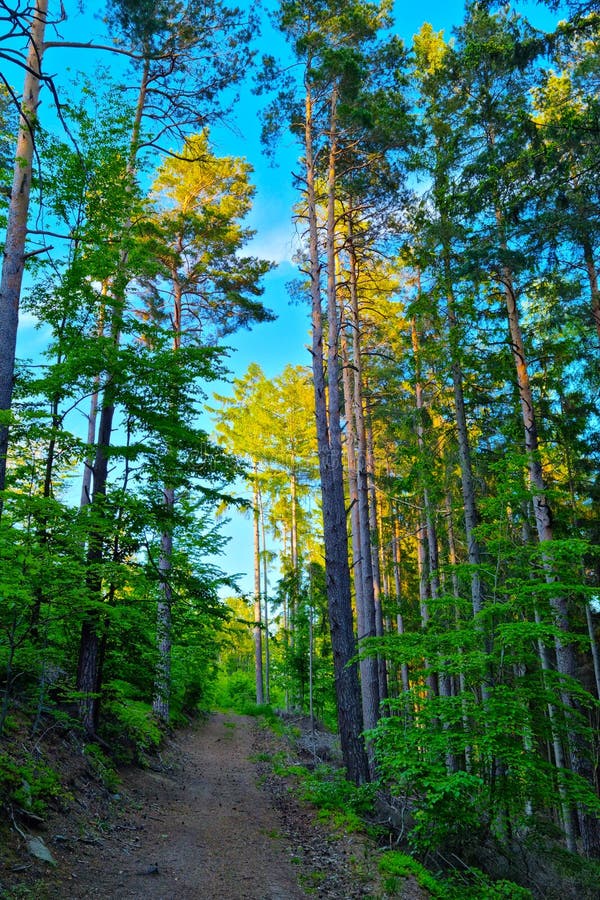 A Small Trail in the Green Forest for a Walk. Stock Photo - Image of ...