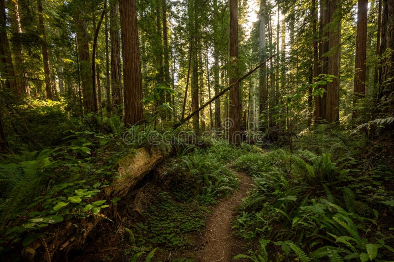 Small Trail Parallels a Nursery Tree in Redwood Stock Image - Image of ...