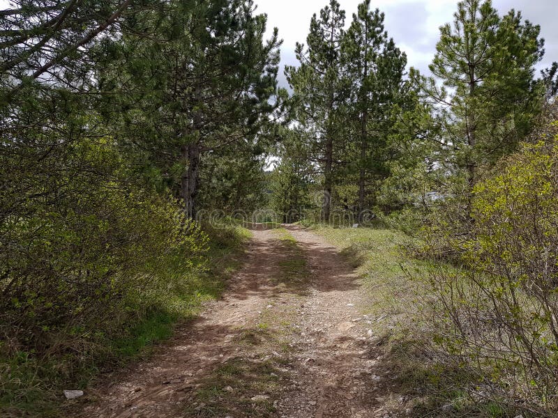 Small Trail Road in a Beautiful Forest in the Morning Stock Photo ...