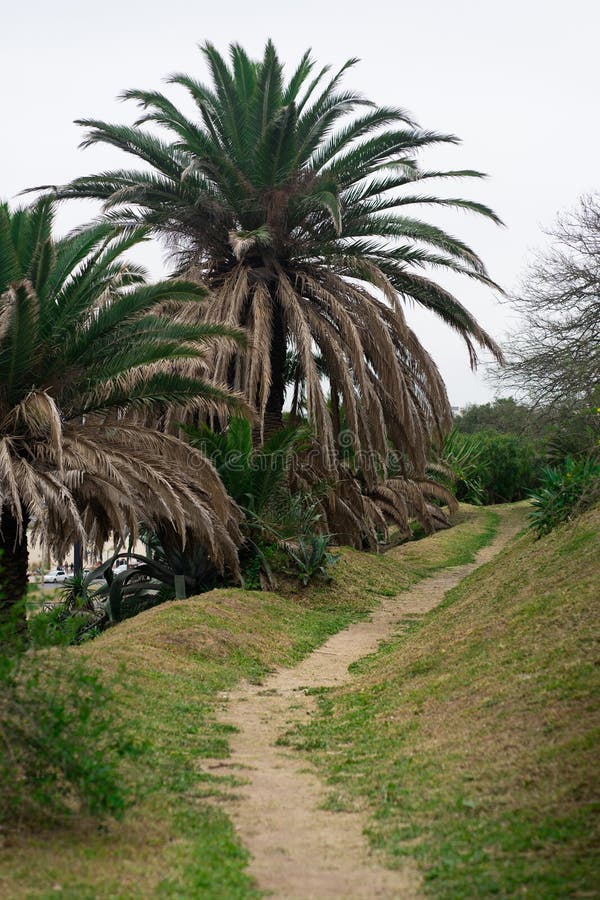 Small Trail in a Verdant Park Surrounded by Tall Trees Stock Image ...