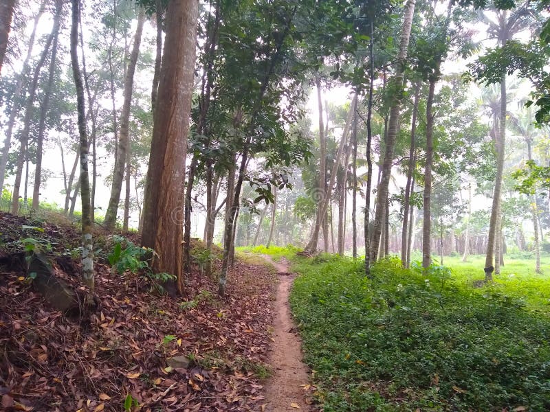 Small trail through woods stock image. Image of trail - 200357151