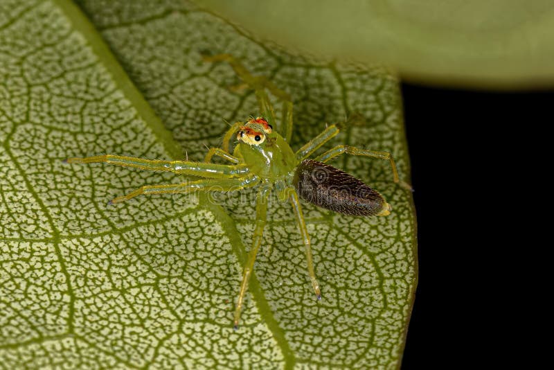 Small Translucent Green Jumping Spider Stock Image - Image of fauna ...