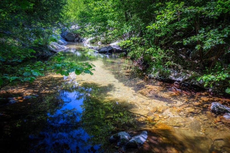 Small Transparent Creek in a Sunny Day in the Forest Stock Photo ...
