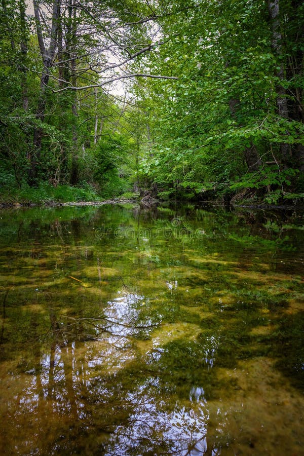 Small Transparent Creek in a Sunny Day in the Forest Stock Image ...