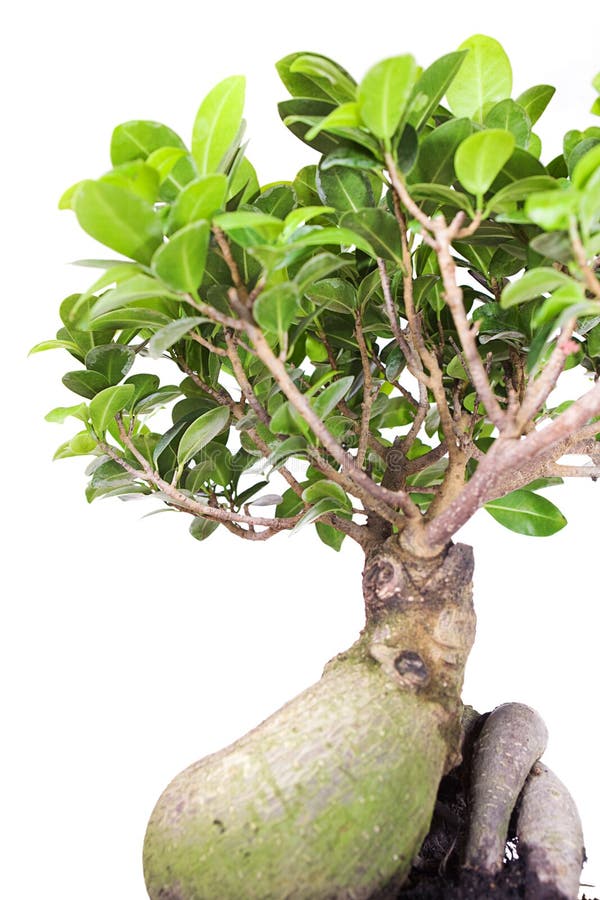 Small tree stock photo. Image of sprout, white, floral - 11535768