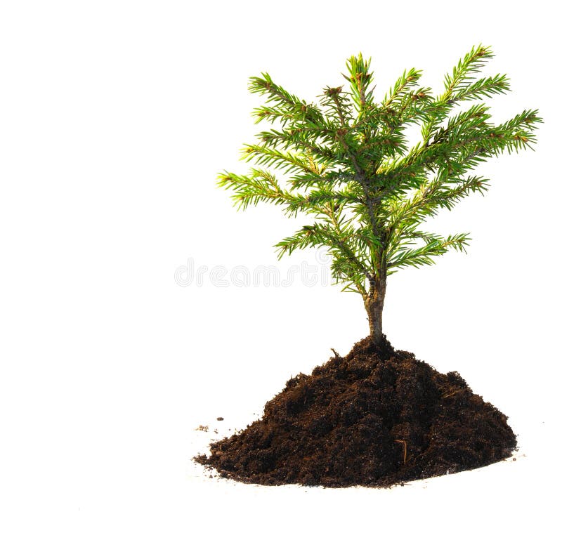 Small oak tree stock image. Image of plant, growth, sapling - 14406807