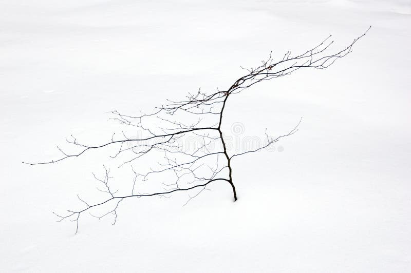 Small tree stock image. Image of tree, background, seasons - 5233741