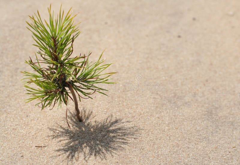 Small tree in planting bag stock photo. Image of environment - 33480766