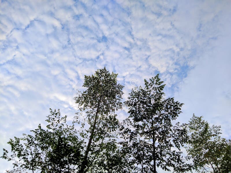Small Tree Aesthetic Sky Background Stock Image - Image of snow, frost ...