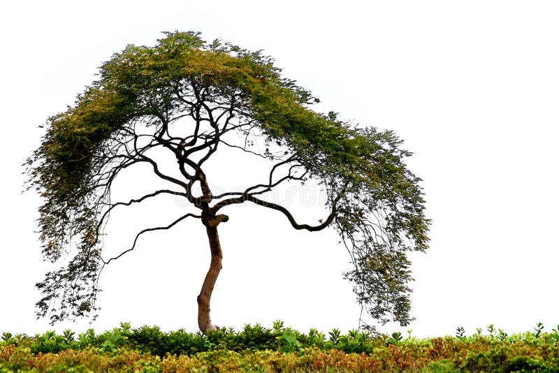 African Acacia tree stock photo. Image of blue, crown - 1902664