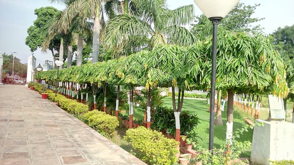 A small tree stock image. Image of tree, ashok, originated - 96367393