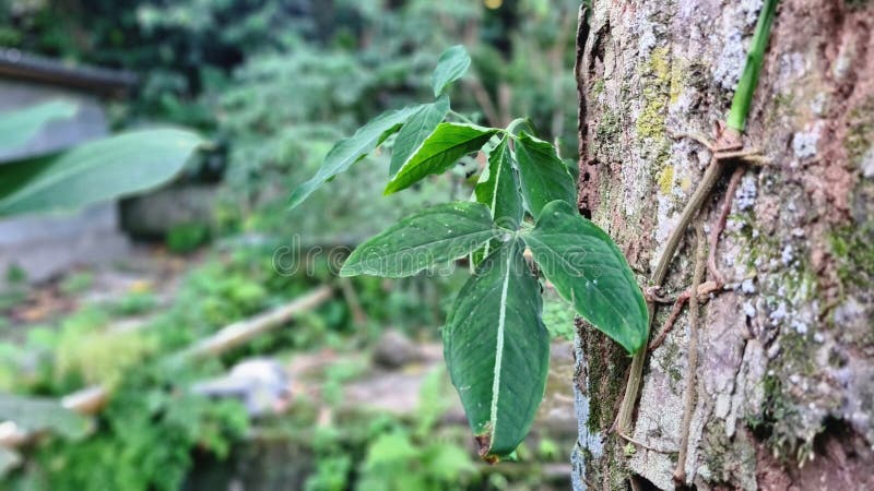 A Small Tree Attached To a Tree Stock Image - Image of produce ...