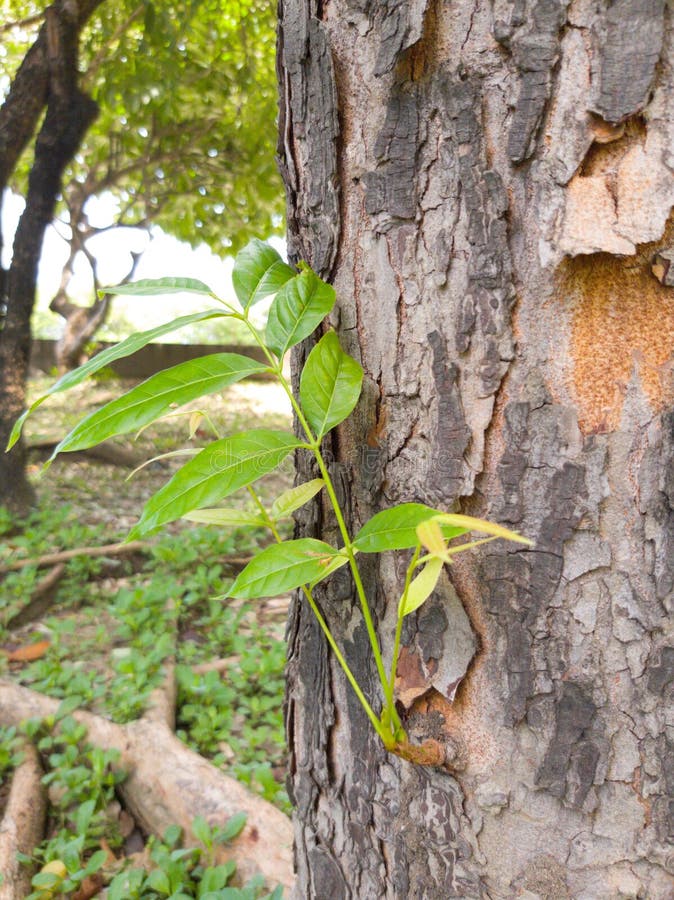 Small tree on big tree stock photo. Image of nature - 191888830