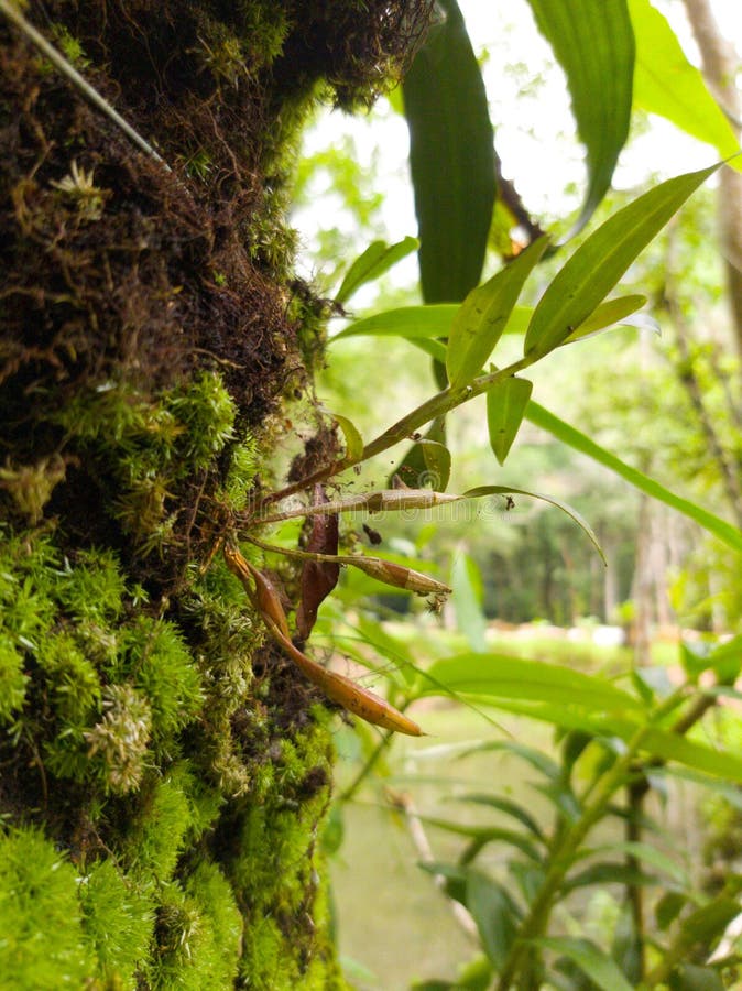 The small tree on big tree stock image. Image of plant - 193073601