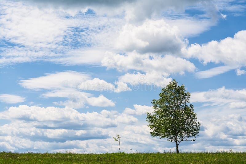 Small tree and big tree stock image. Image of background - 43183729