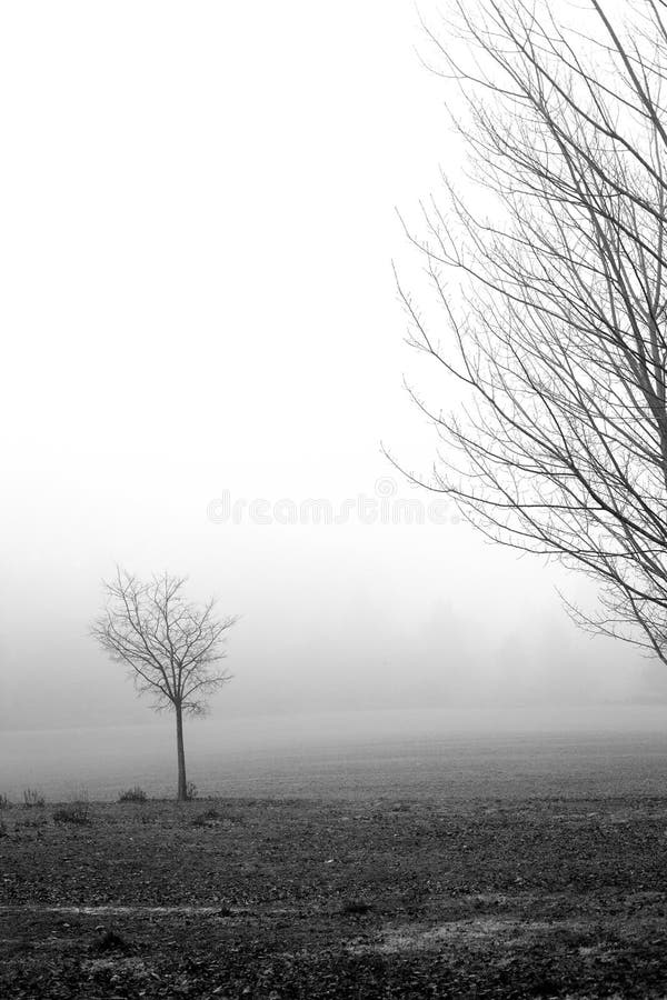 Small Tree in Black and White Stock Image - Image of environment ...