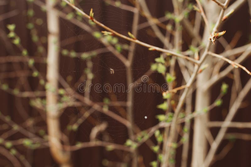Small Tree Blooms. Spring Landscape. Early Spring Stock Photo - Image ...