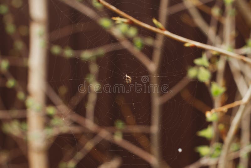 Small Tree Blooms. Spring Landscape. Early Spring Stock Photo - Image ...