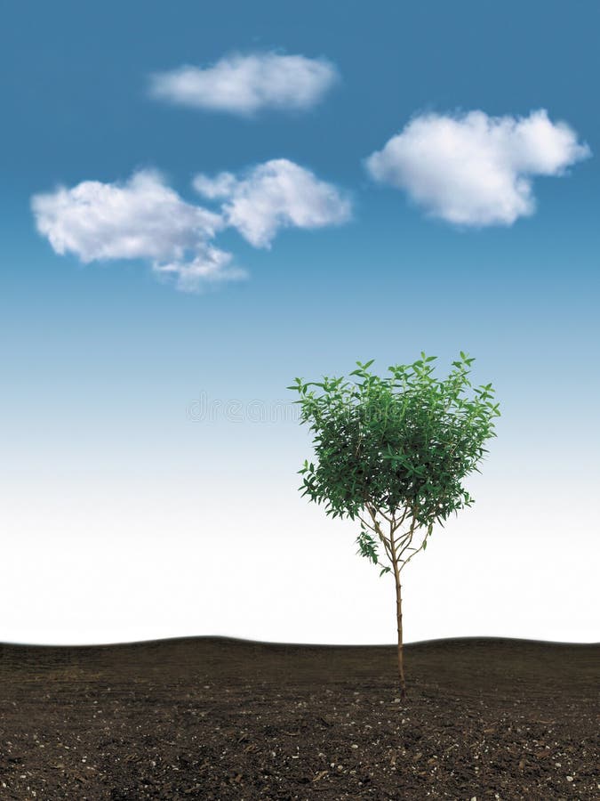 Small tree & blue sky stock image. Image of development - 1143485