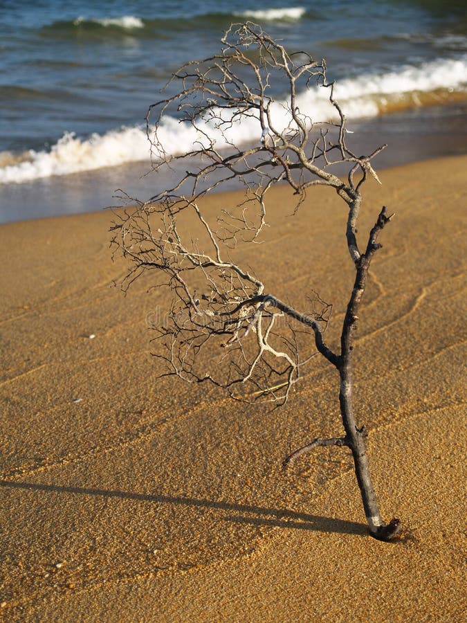 Small Tree Branch on the Beach Stock Photo - Image of beach, yellow ...