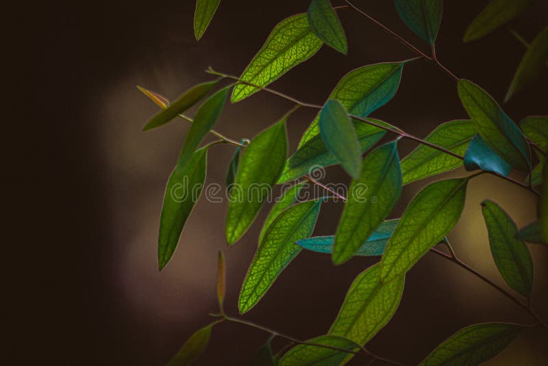 Small Tree Branch with Leaves Closeup Stock Image - Image of closeup ...