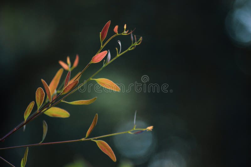Small Tree Branch with Leaves Closeup Stock Photo - Image of plant ...