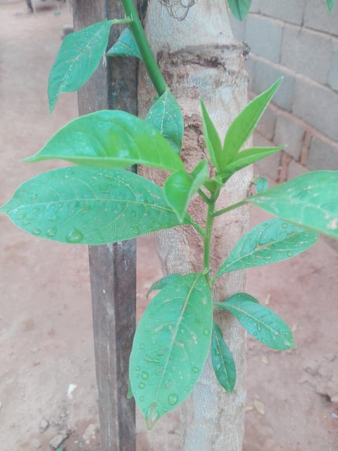 Small Tree Branch Sprouting in the Middle Stock Image - Image of color ...