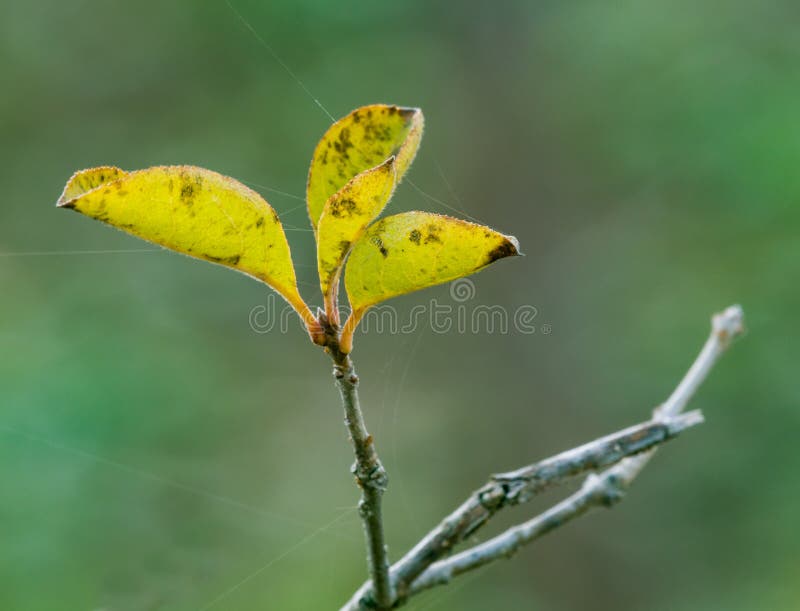 Small Tree Branch with Three Small Green Leaves Stock Image - Image of ...