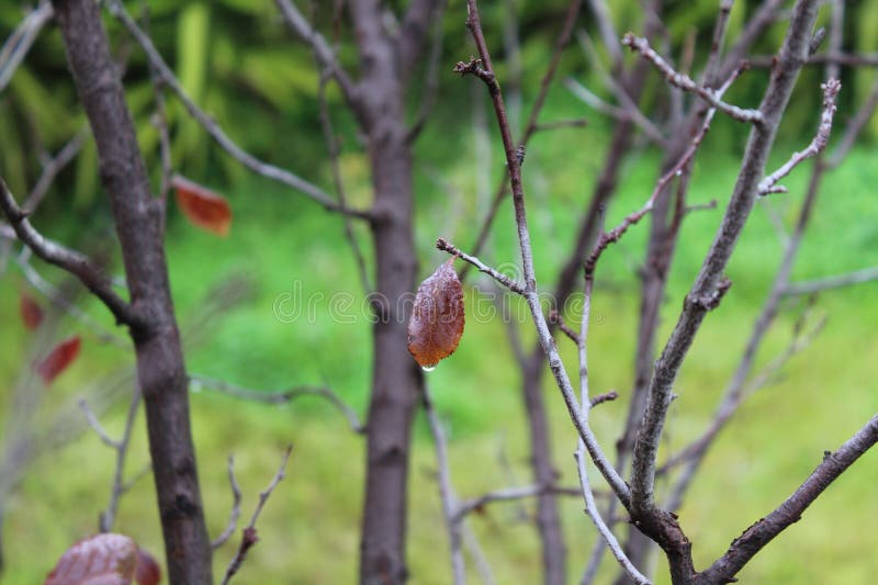 Small Tree Branches in the Morning. Stock Photo - Image of wildlife ...