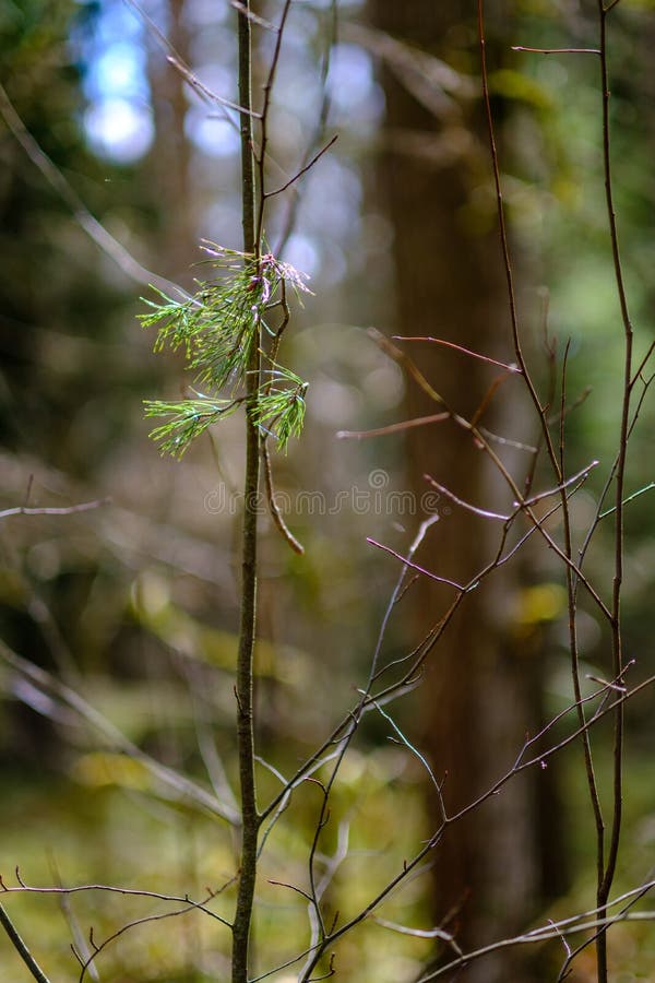 Small Tree Branches in Spring on Neutral Blur Background Stock Image ...