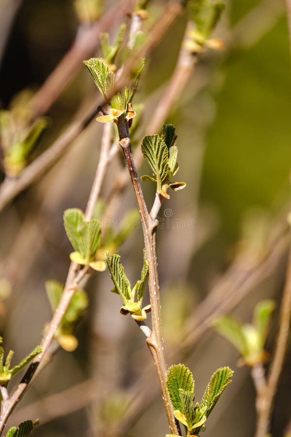 Small Tree Branches in Spring on Neutral Blur Background Stock Image ...