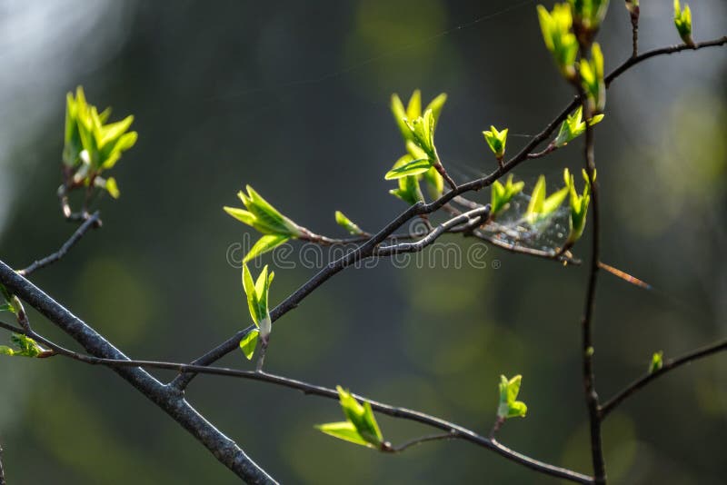 Small Tree Branches in Spring on Neutral Blur Background Stock Image ...