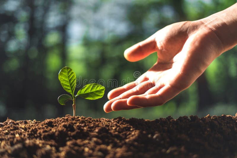 Small Tree Concept and Tree Planting Stock Image - Image of life ...