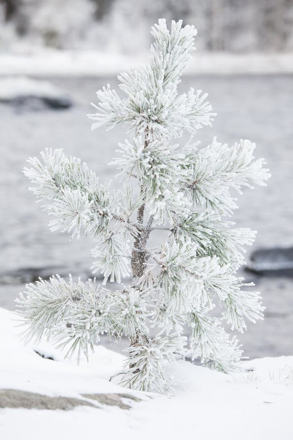 Small tree covered in snow stock image. Image of needles - 37689867