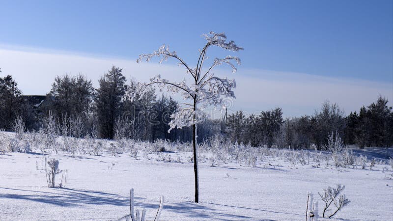 Small Tree Covered with Snow Stock Photo - Image of branches, weather ...