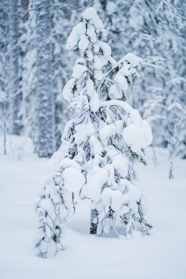 Small Tree Covered with a Thick Layer of Snow Standing in the Forest ...