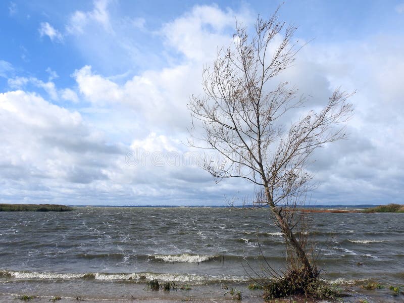 Tree on Curonian Spit Shore, Lithuania Stock Image - Image of lithuania ...