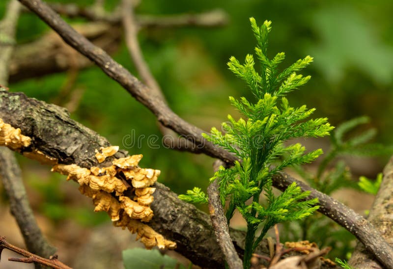 Small Tree among Dead Branches Stock Photo - Image of trees, life ...