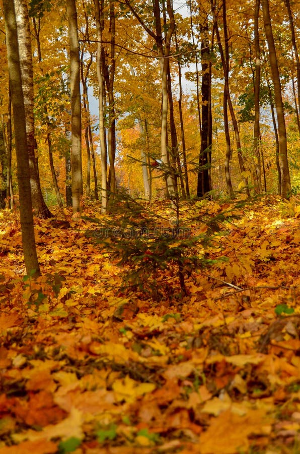 Small Tree in Deciduous Forest Stock Photo - Image of gardens, woody ...