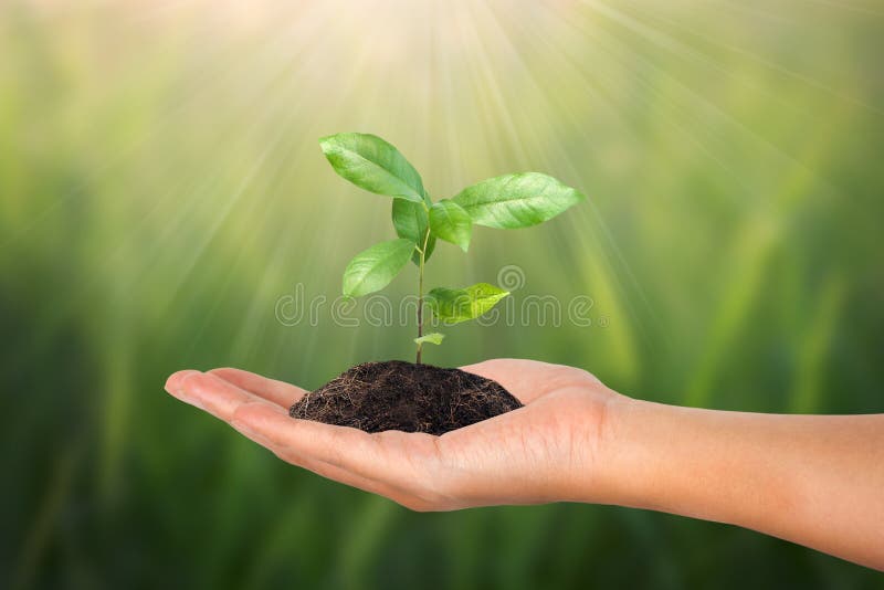 Small Tree in Female Hand on Green Nature Stock Photo - Image of ...