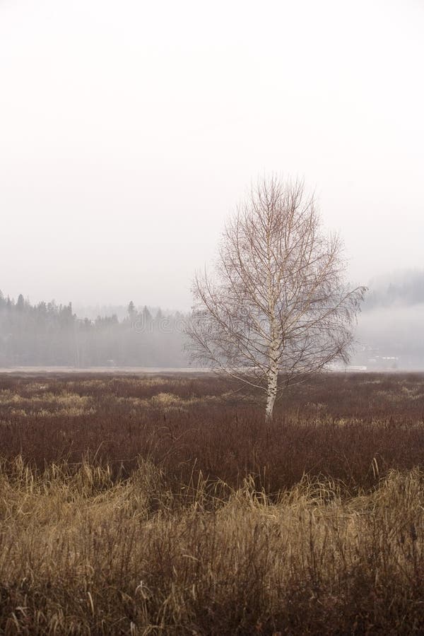 Small tree in the field. stock image. Image of trees - 12880687