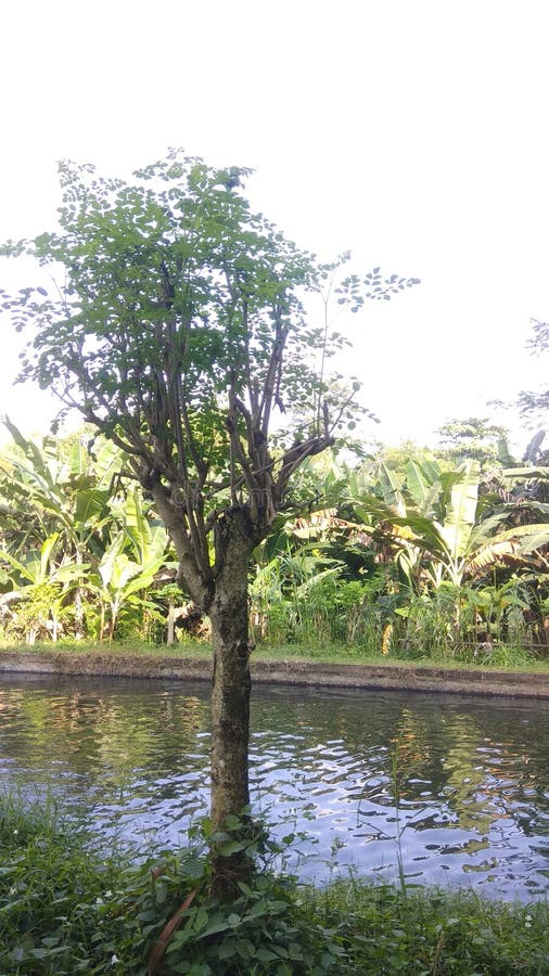 Small Tree by the Fish Pond Stock Photo - Image of shrub, small: 250245938