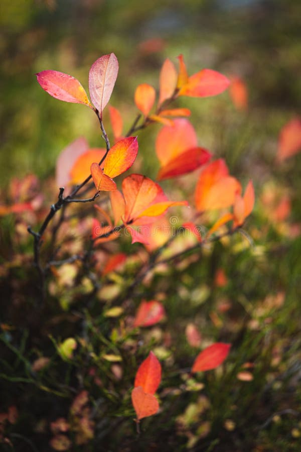 Small Tree in the Forest with Autumn Colors Stock Photo - Image of ...