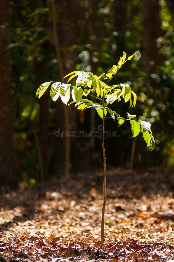 Small tree in forest stock photo. Image of nature, protection - 74338502