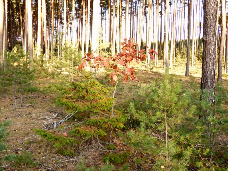 A small tree in the forest stock photo. Image of forest - 129543298