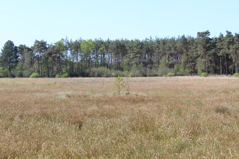 Small Tree in a Forest Opening Stock Photo - Image of nature, field ...