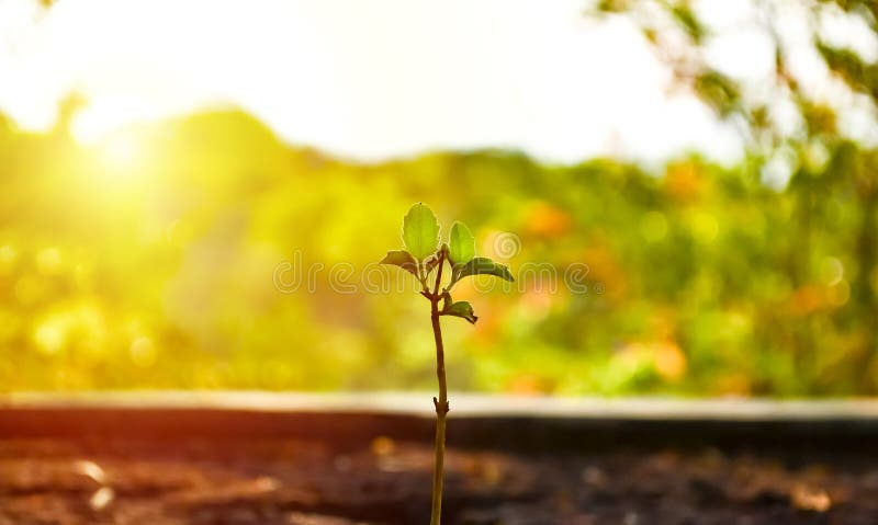 A small tree in the forest stock photo. Image of concept - 167674558