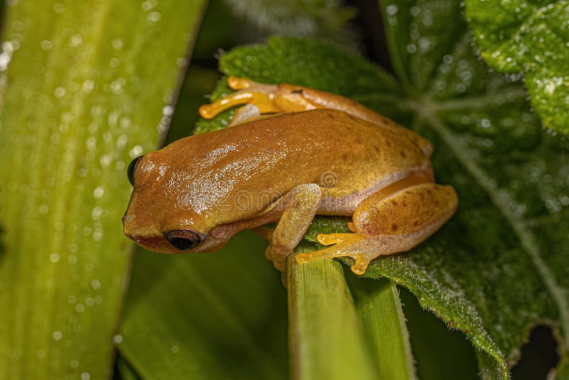 Small Tree Frog stock photo. Image of pineapple, animal - 264741484