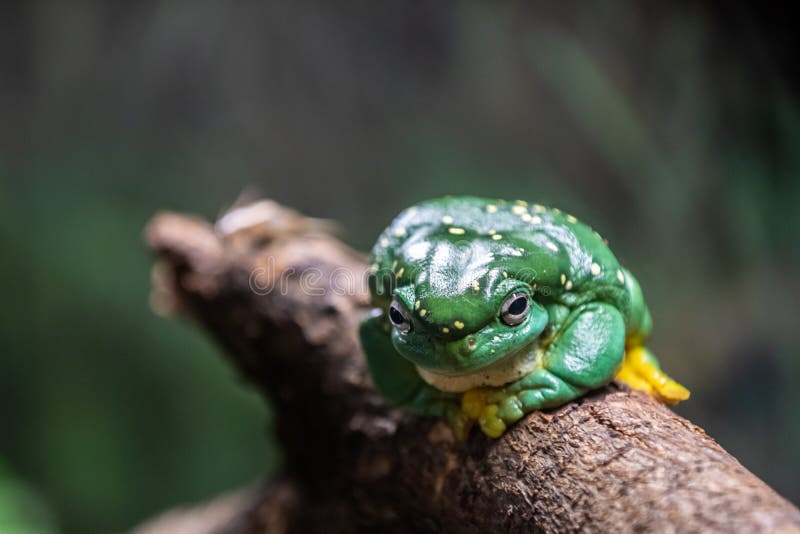 Small Tree Frog stock photo. Image of splendid, toad - 254437930